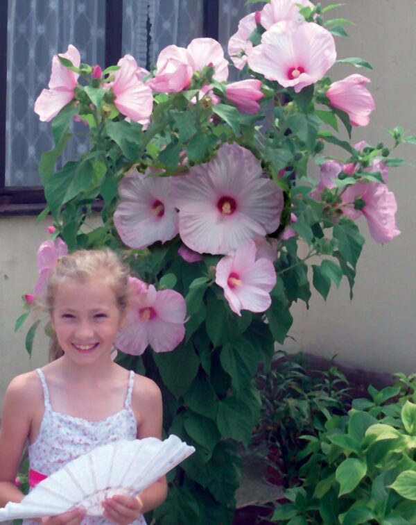 Hibiscus Pink-P384/1-trogodišnja sadnica u saksiji 20-24cm