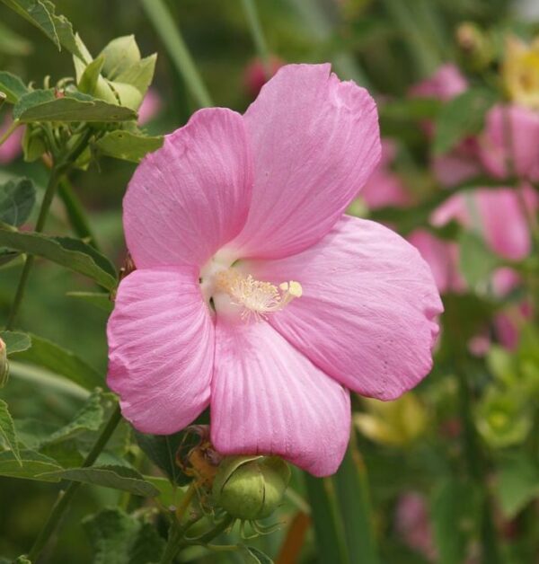 Hibiscus Swamp Rose Mallow P610-sadnica 40-60cm