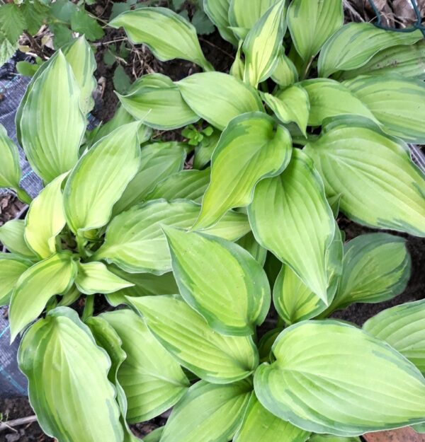 HOSTA Fransen Emerald Tiara P649