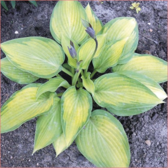 Hosta Paul’s Glory-P10101