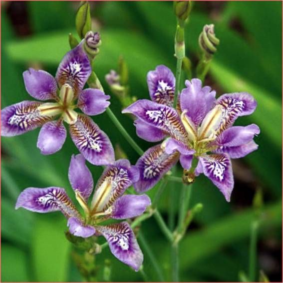Iris dichotoma-P054