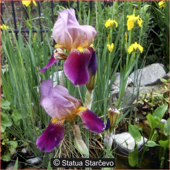 IRIS GERMANICA AMBASSADEUR P282