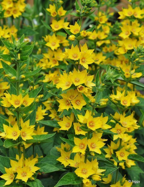 Lysimachia punctata-Vrbica P0113