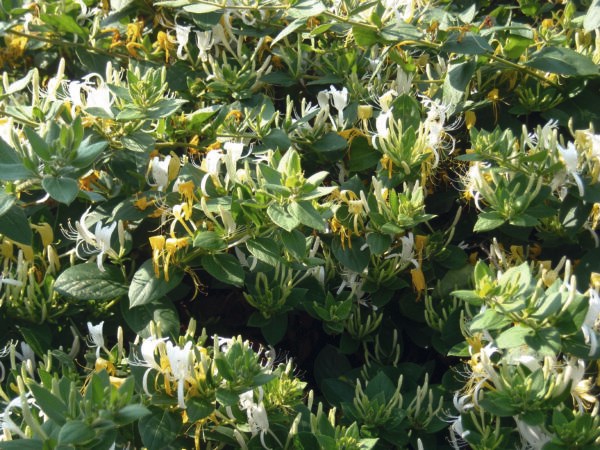 Orlovi nokti – Lonicera P308