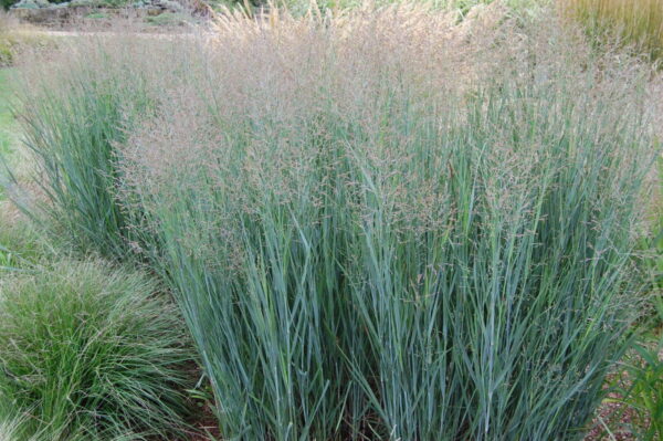 Panicum virgatum Heavy Metal P631