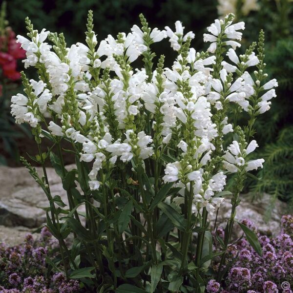 Physostegia Alba P689 – 1 sadnica