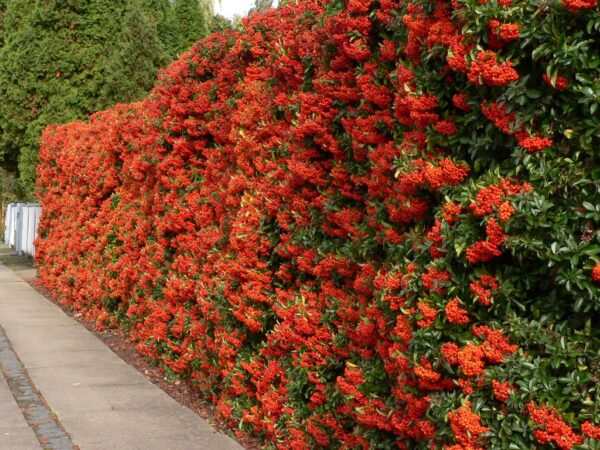 Pyracantha-Vatreni trn