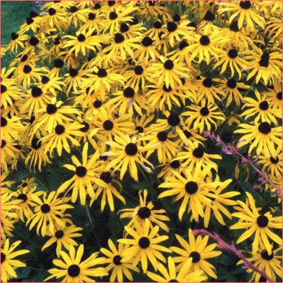 Rudbeckia fulgida