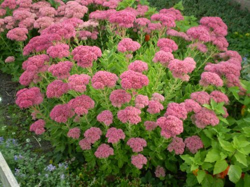 Sedum Debela koka P258