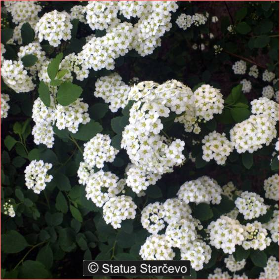 Spirea White – P094