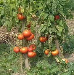 Paradajz jabučar krupni baš domaće seme biologika