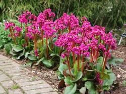 Bergenia cordifolia