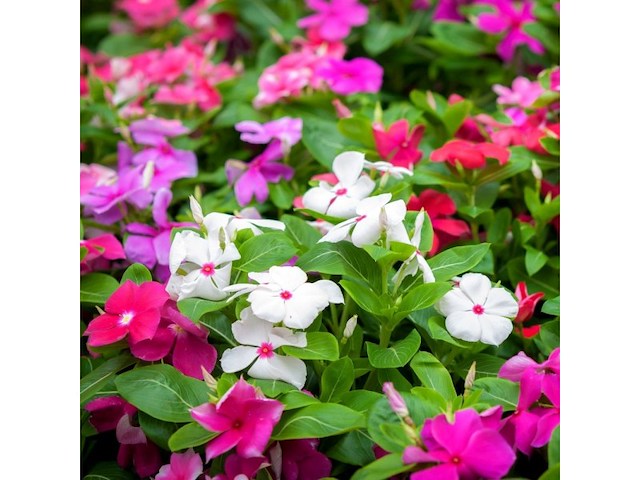 Vinka Mix (Catharanthus roseus)