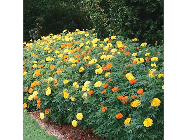 Kadifa visoka dupla Mix (Tagetes erecta)