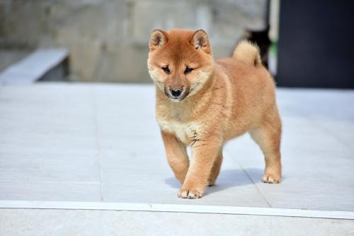 Shiba Inu stenci