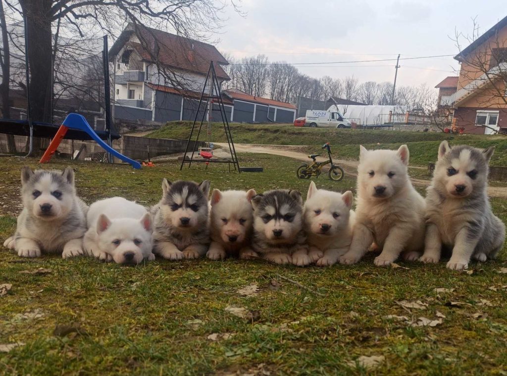 Sibirski haski dostava