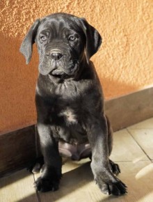 Stenci cane corso