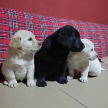 Labrador retriver