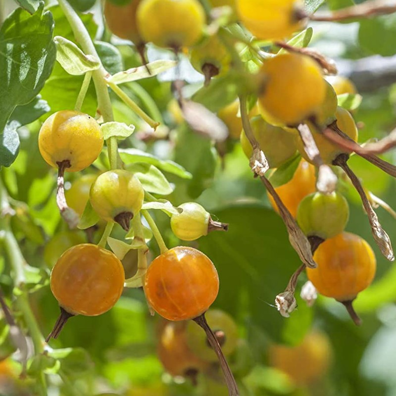 Zlatna Ribizla Seme (Ribes Aureum)