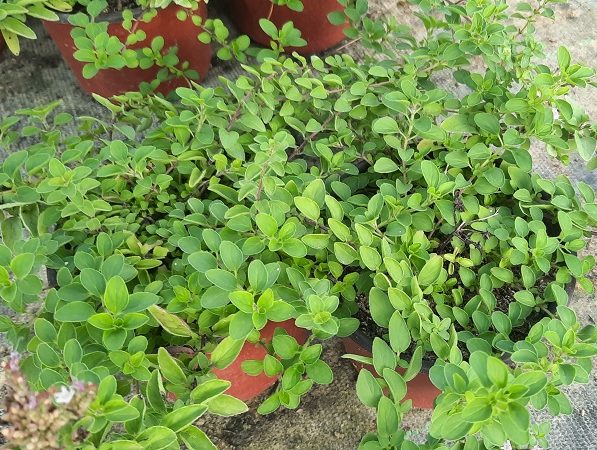 Origanum vulgare – Origano 1,5l