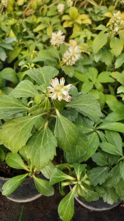 Pachysandra terminalis 1,5l