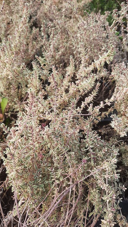 Thymus Sylver – Majčina dušica 0,8l