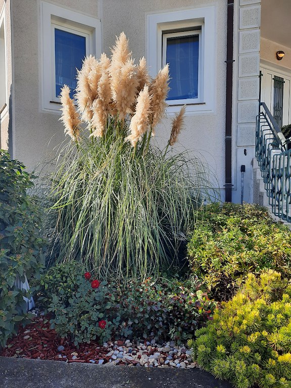 Cortaderia selloana ‘Pumila’- Pampas trava 3l