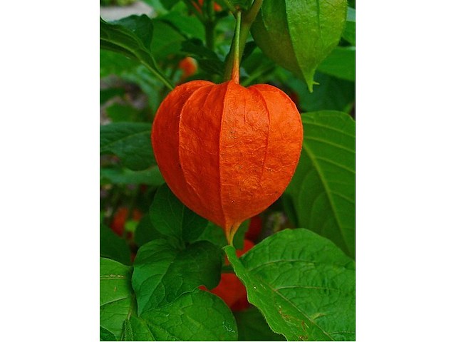 KINESKI LAMPION (PHYSALIS  ALKEKENGI) - 60 SEMENA