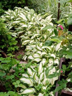 Sarena hosta( Hosta undulata „Medio Variegata“)