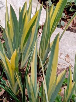 Perunika sarena(Iris Argentea Variegata)