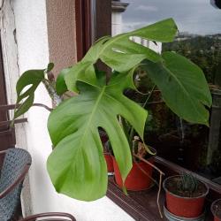 Filadendron monstera