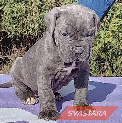 Cane corso stenci sive boje