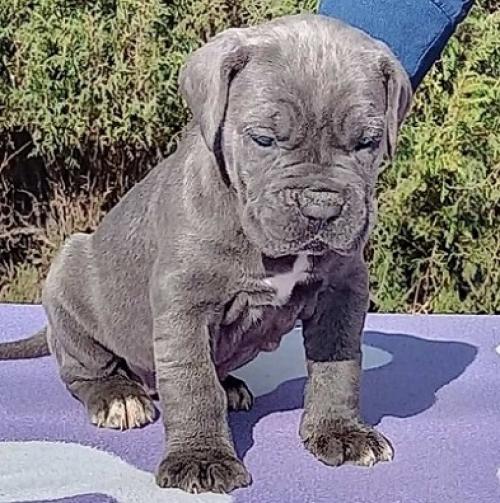 Cane corso stenci sive boje