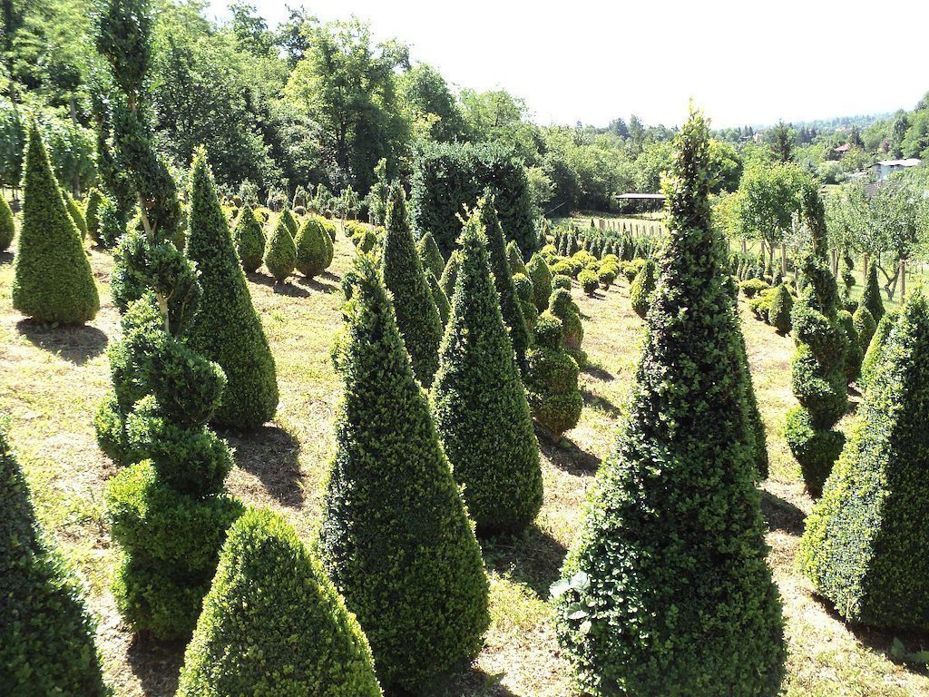 Šimšir, pušpan, buxus, rasadnik, ukrasno bilje