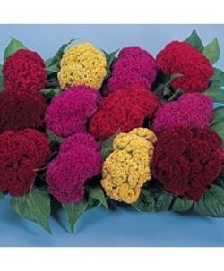 PETLOVA KRESTA MINI (Celosia cristata) - 50 semena