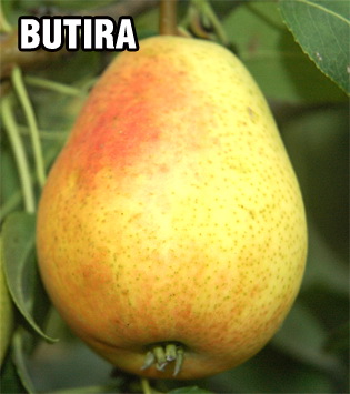 BUTIRA