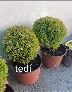 TEDI TUJA