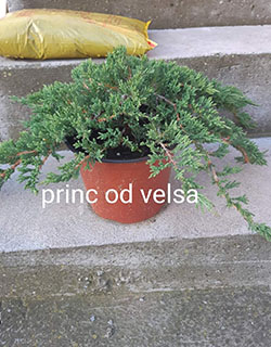 PRINC OD VELSA TUJA