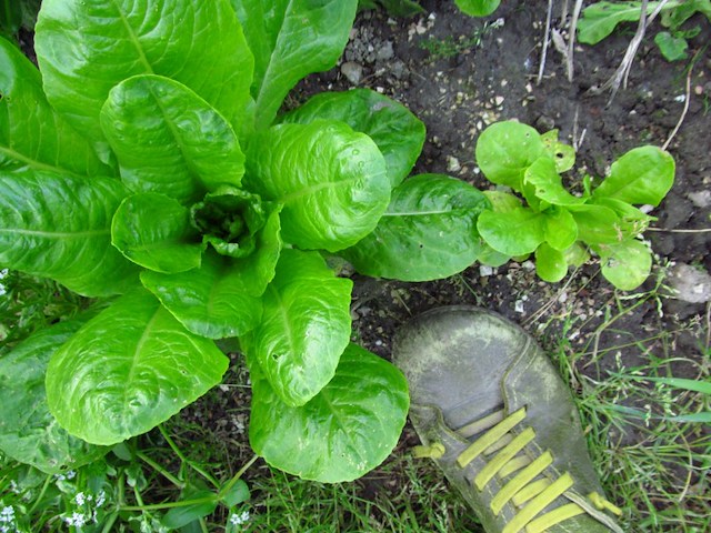 Starinska salata čvrstog lista, seme, 0,1 gr