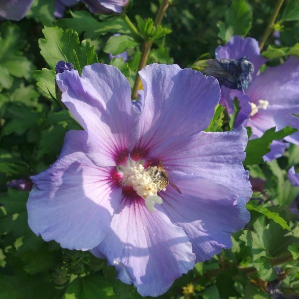 Hibiskus baštenski