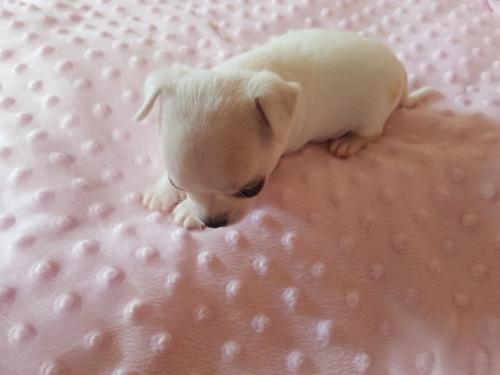 Mini princess Chihuahue