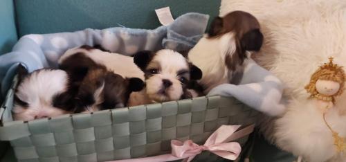 SHIH TZU lepi i umiljati stenci