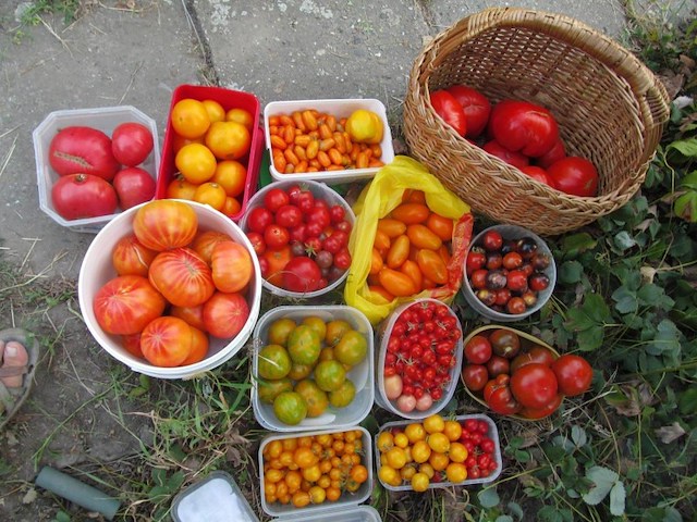 Miks semena starih sorti paradajza, 50 komada