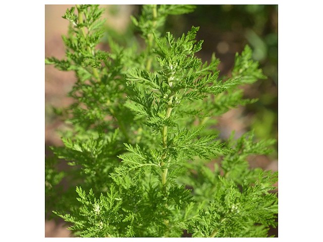 Slatki pelin (seme) Artemisia annua