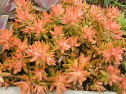 Sedum nusbaumerianum