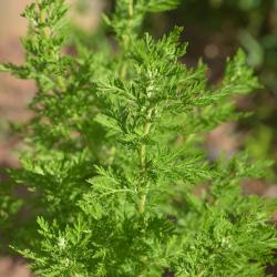 Slatki pelin (seme) Artemisia annua