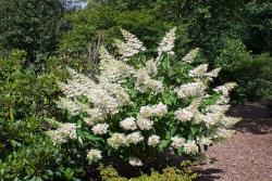 Hydrangea paniculata grandiflora