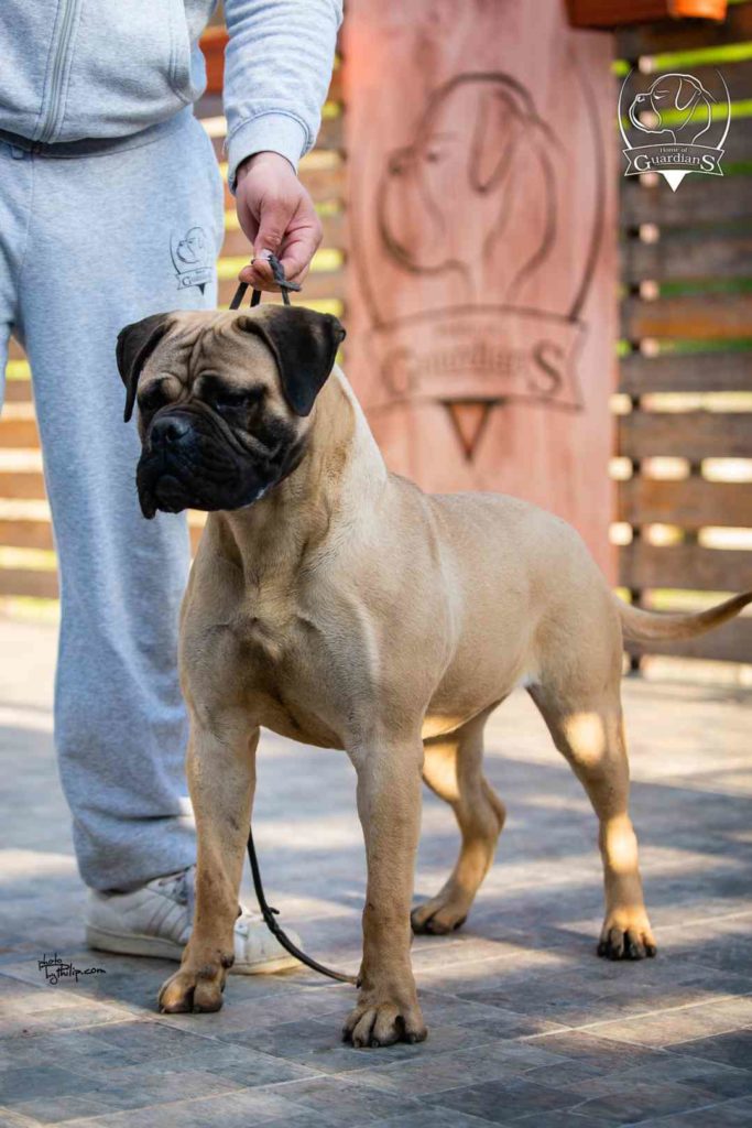 Odgajivačnica bullmastiff-a „Home of Guardians“