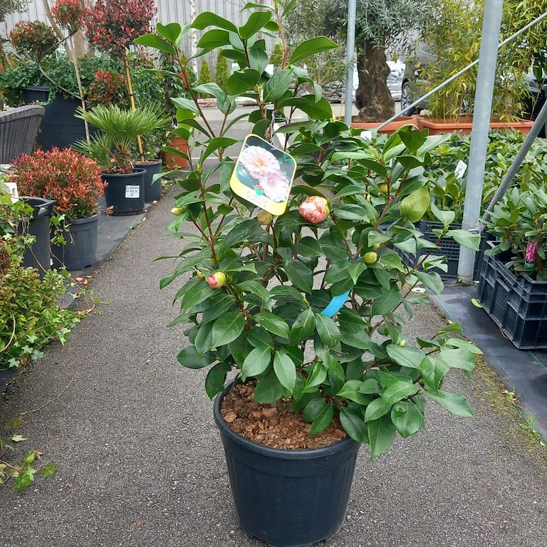 Camellia japonica 100 cm