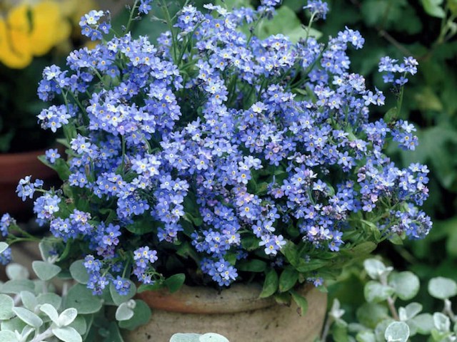 Nezaboravak, Spomenak (Myosotis sylvatica)